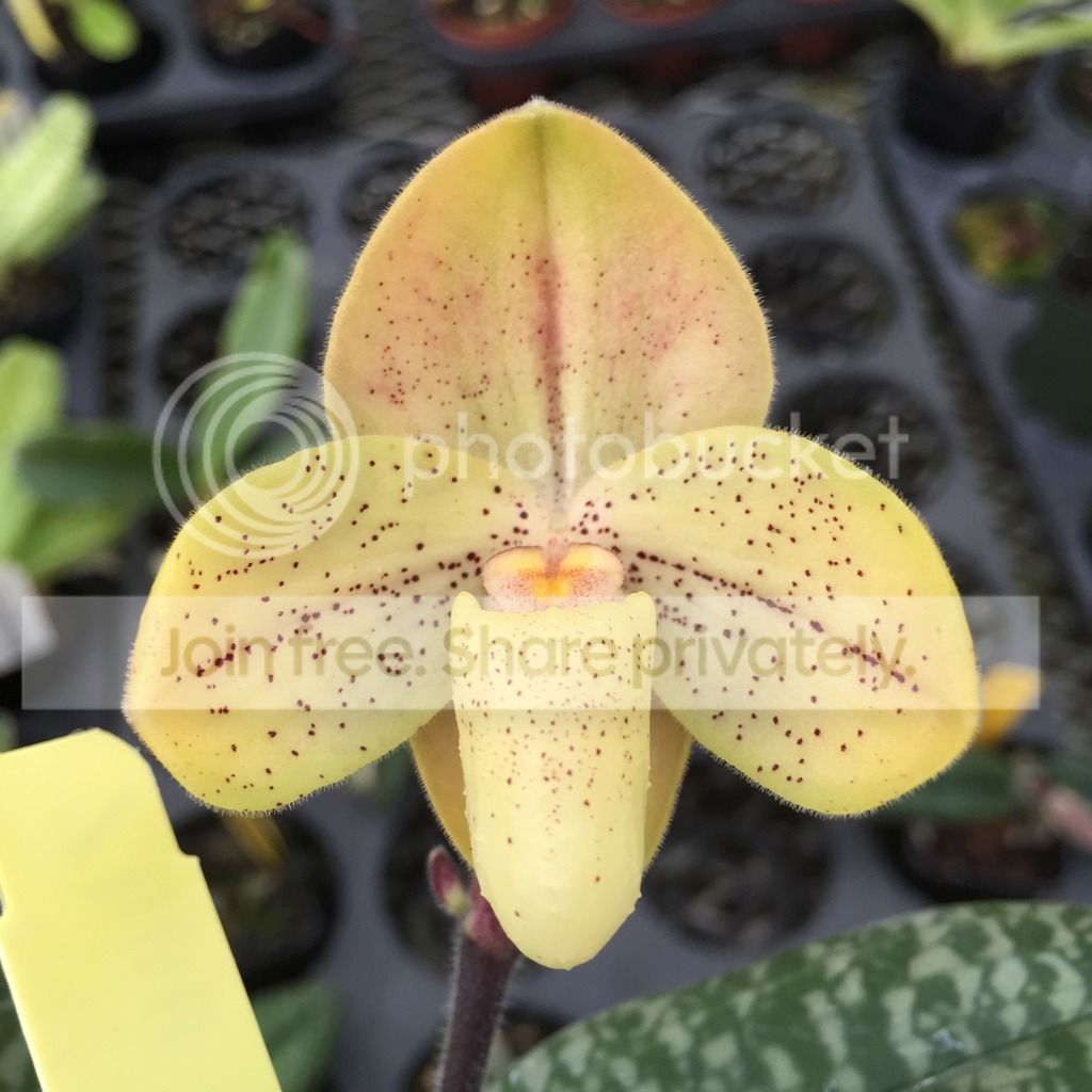 Paph concolor var. striatum | Slippertalk Orchid Forum
