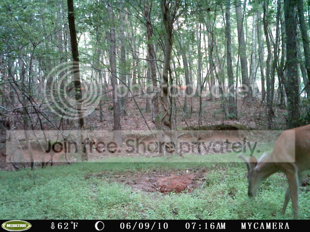 Summer Bucks | Archery Talk Forum